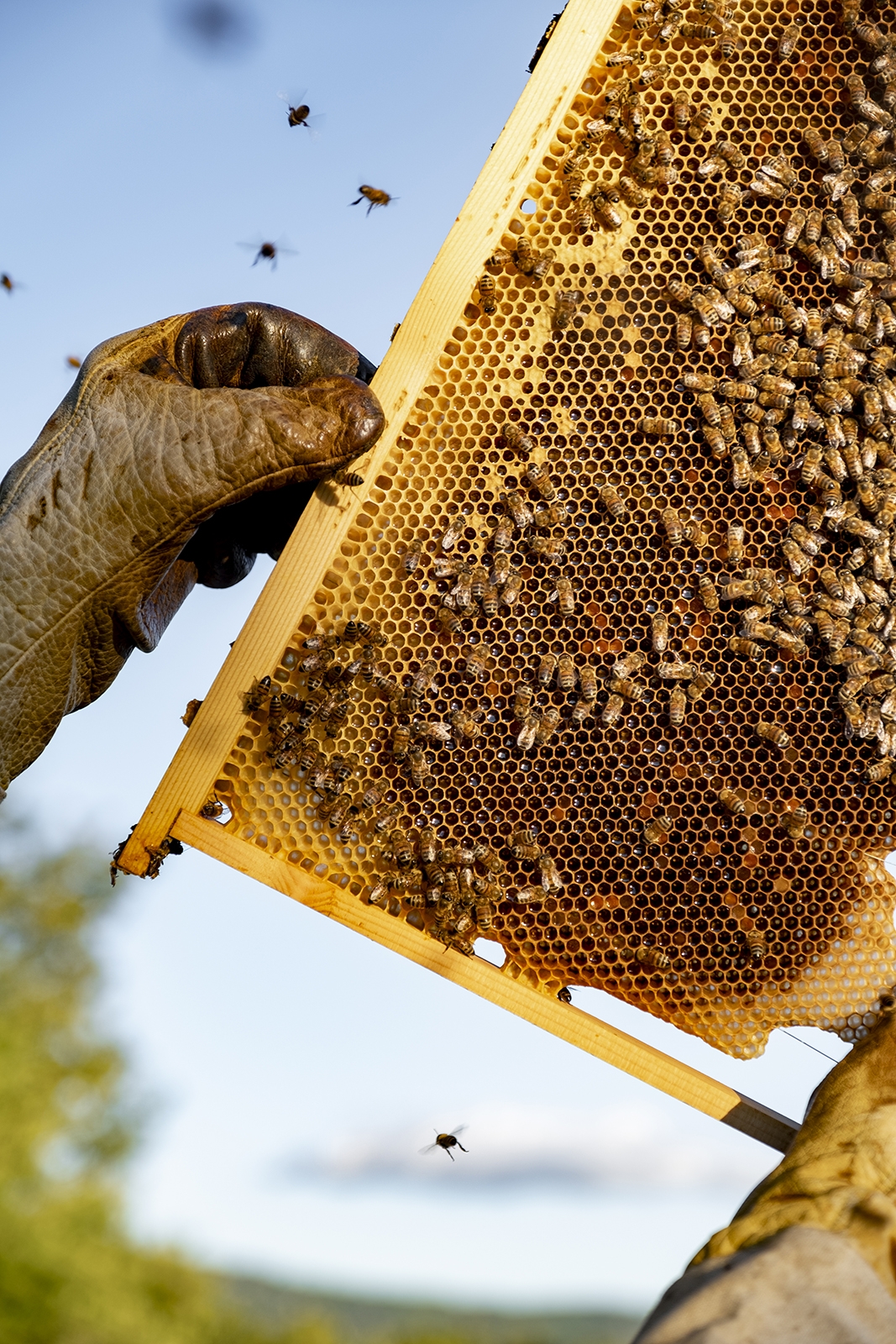 MEET THE QUEEN BEE | Reschio