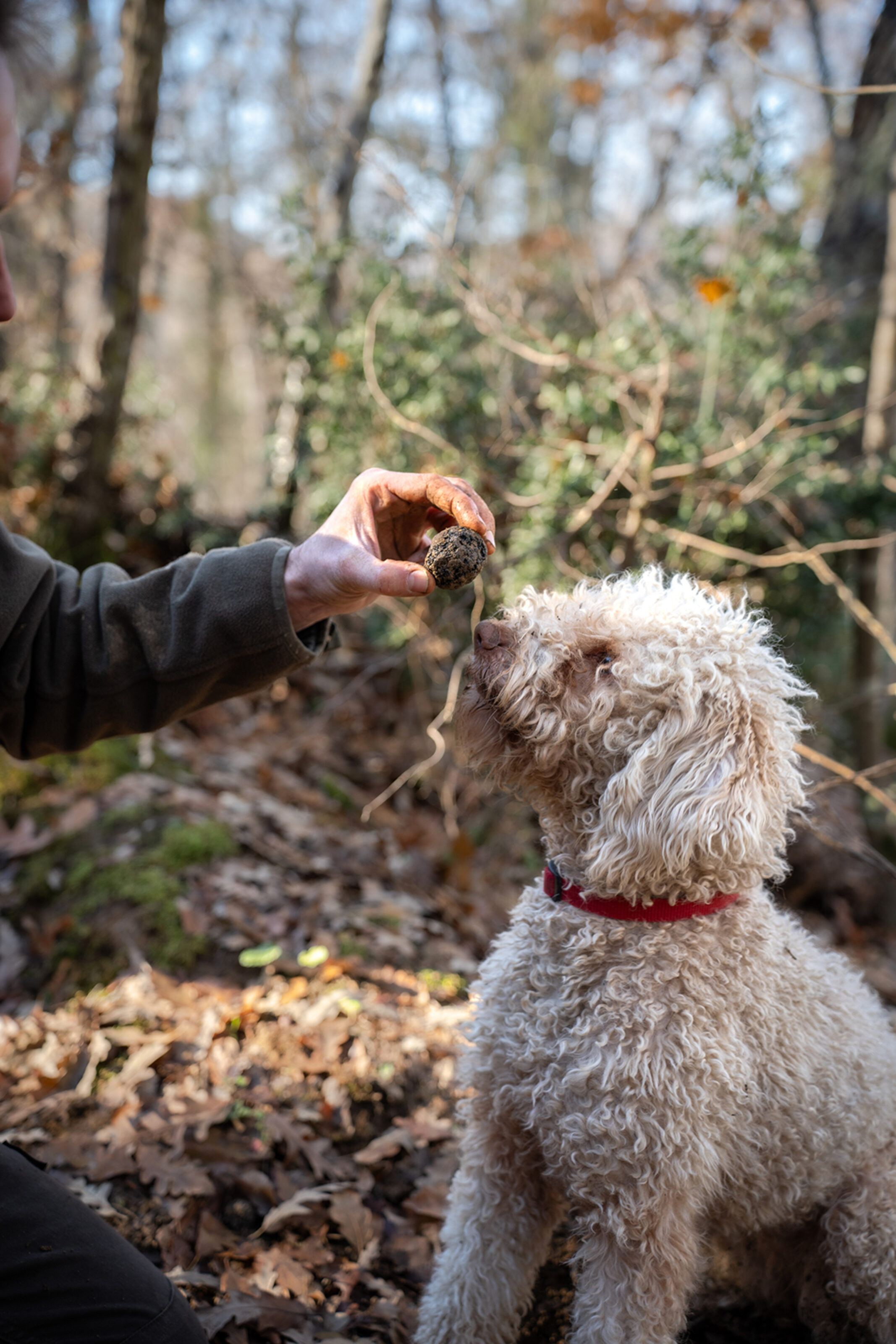Truffle hunting | Reschio