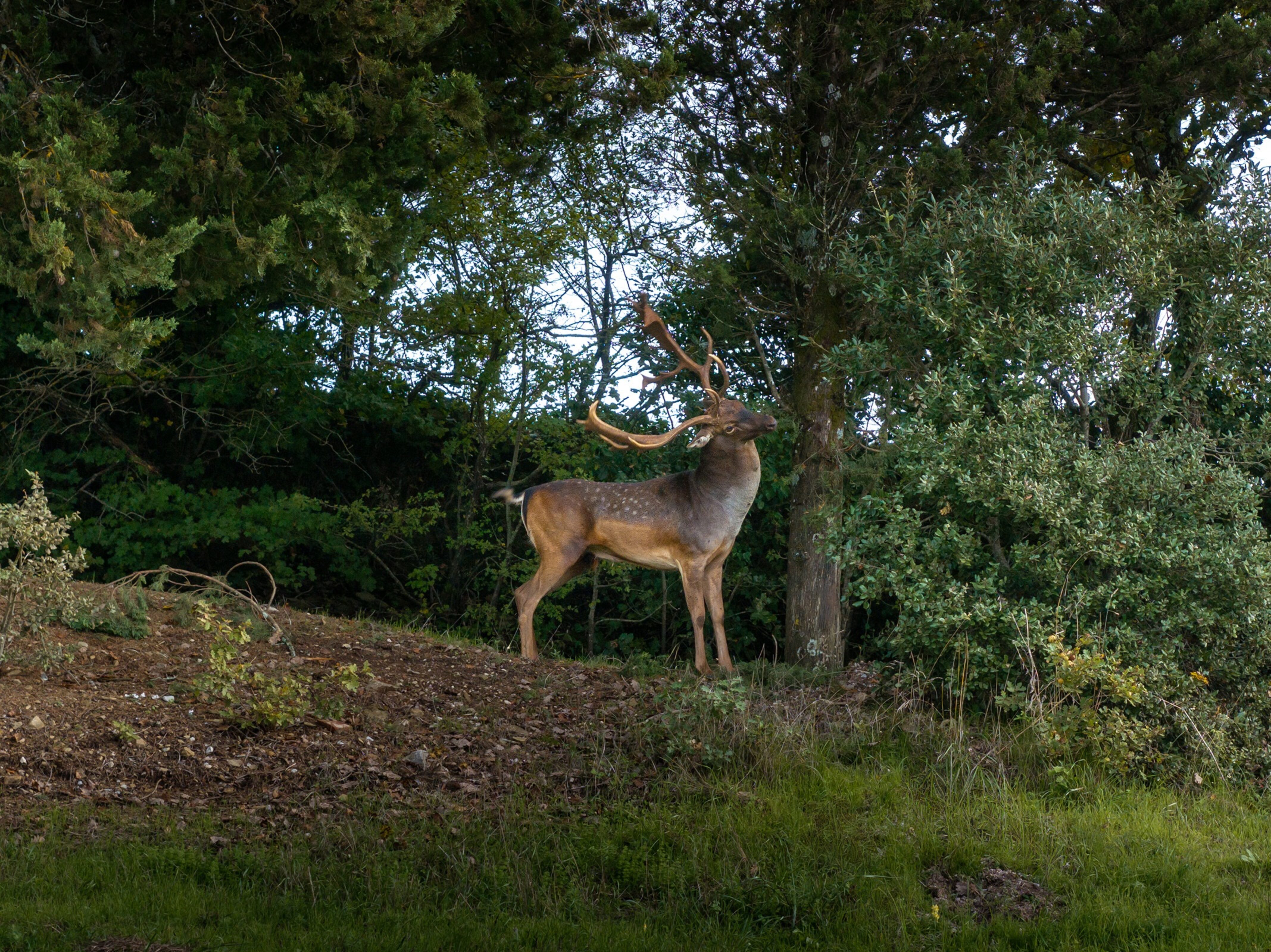 A WALK ON THE WILD SIDE | Reschio